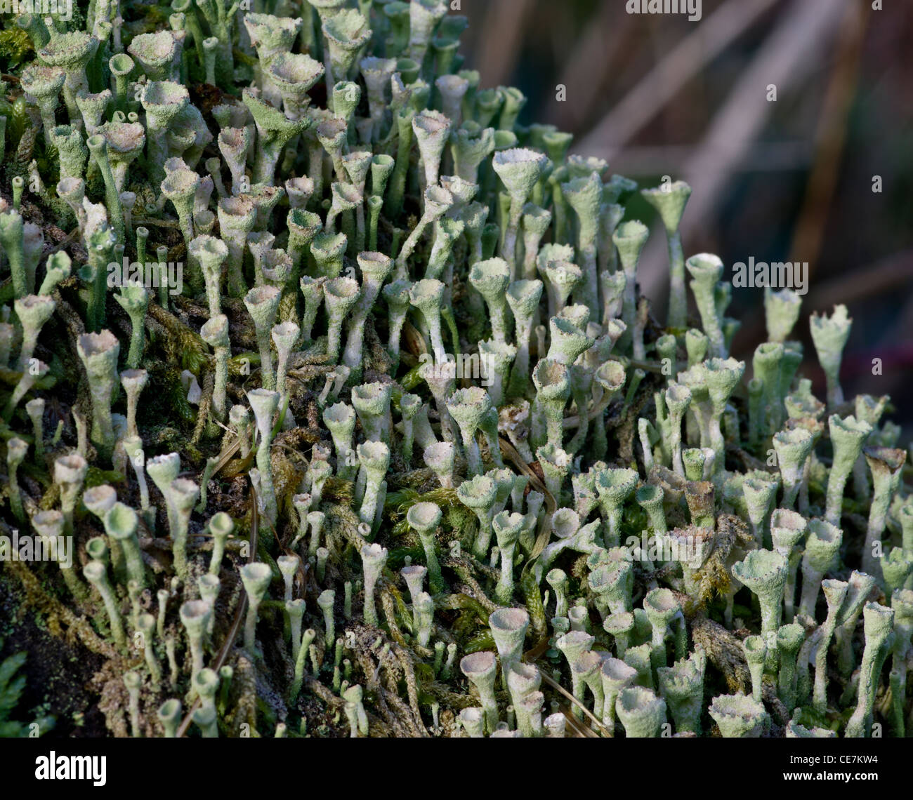 Common cup High Resolution Stock Photography and Images - Alamy