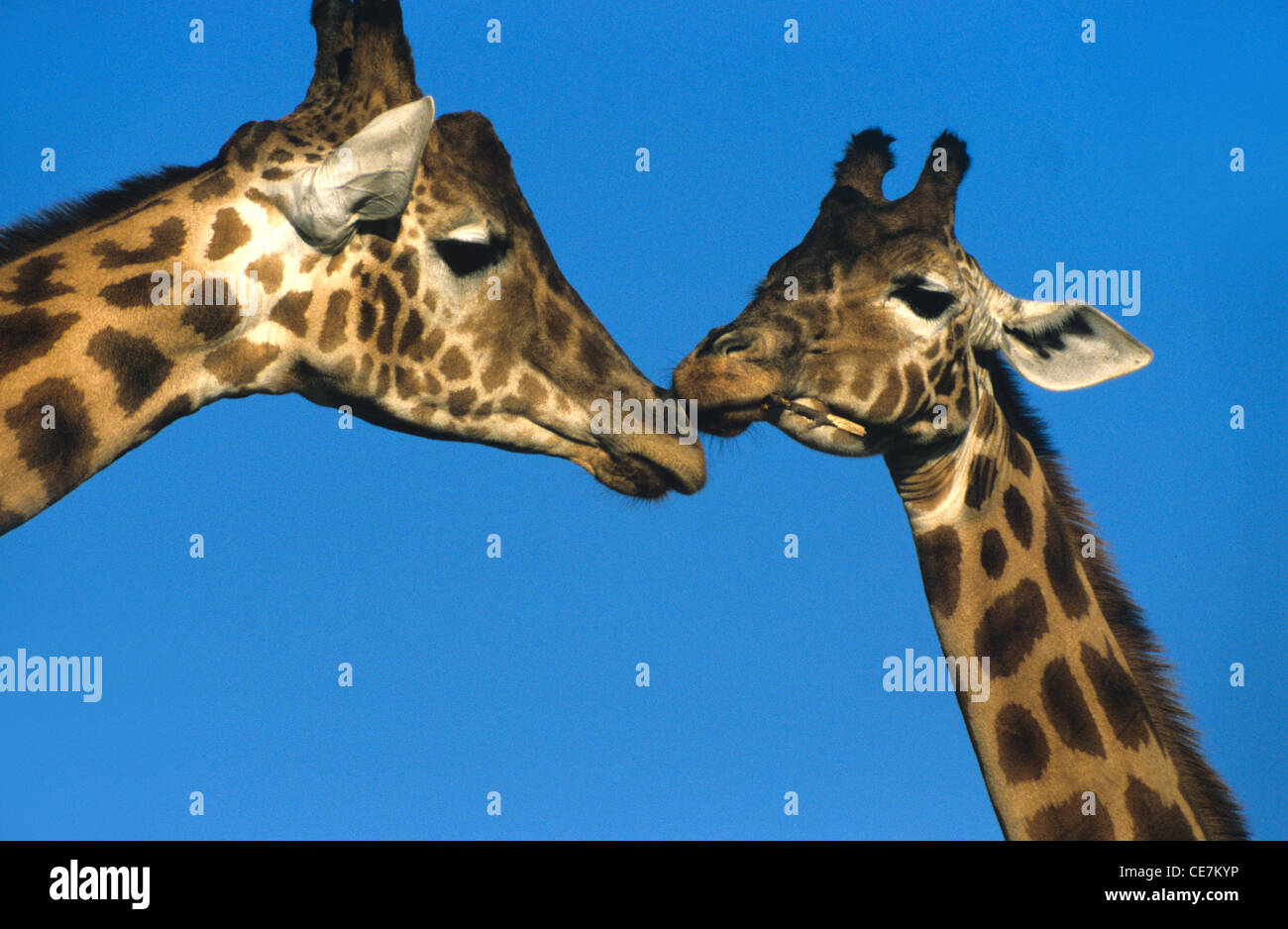 Portrait of Giraffes (Giraffa camelopardalis) Pair or Couple in Love ...