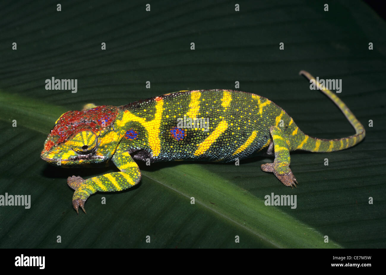 Yellow & Green Colourful or Colorful Lesser Chameleon (Furcifer minor ...