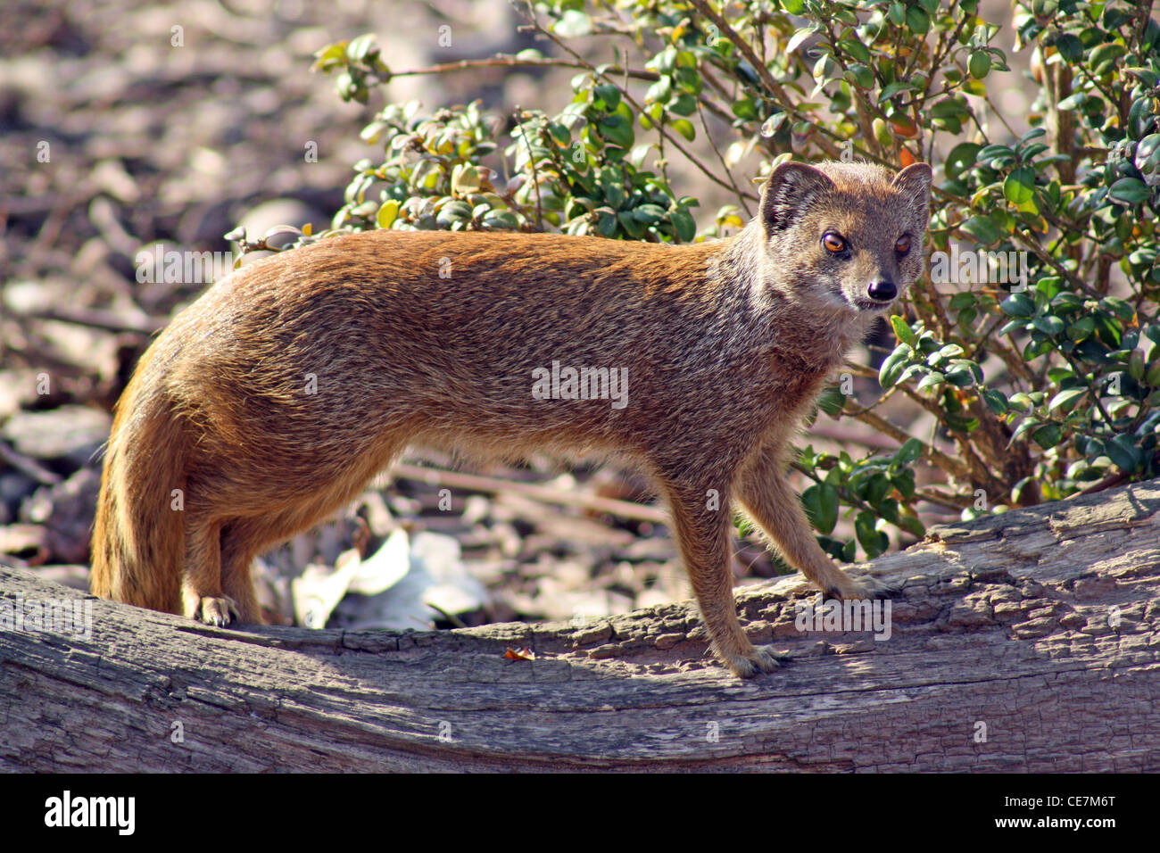 Curious dwarf mongoose hi-res stock photography and images - Alamy