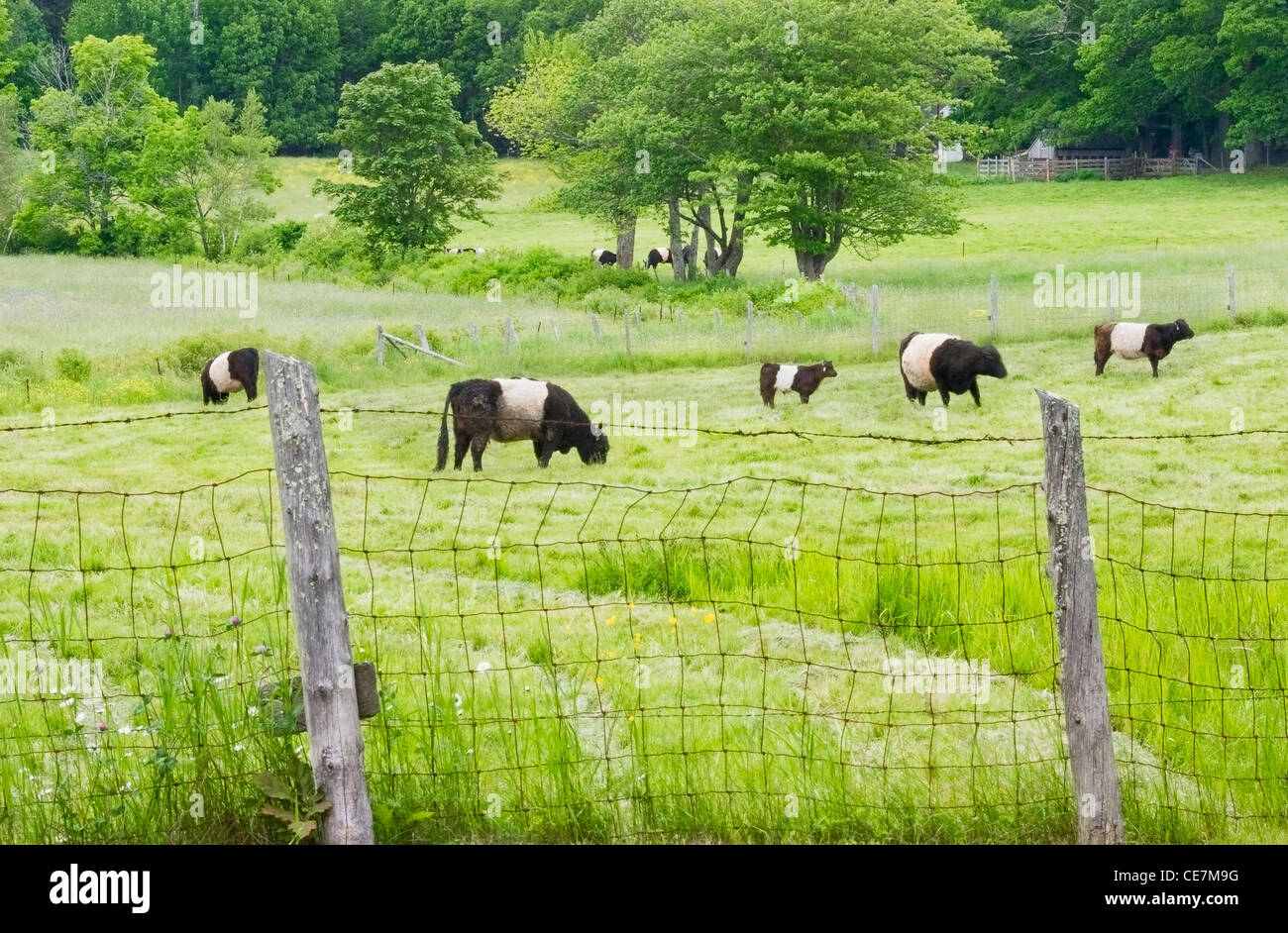 Domestic Cattle Galloway Cows Calf High Resolution Stock Photography ...