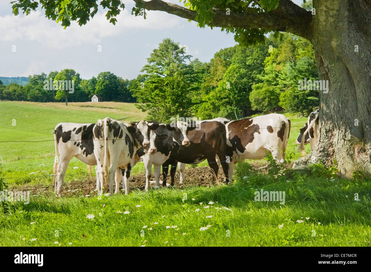 Cows under tree hi-res stock photography and images - Alamy