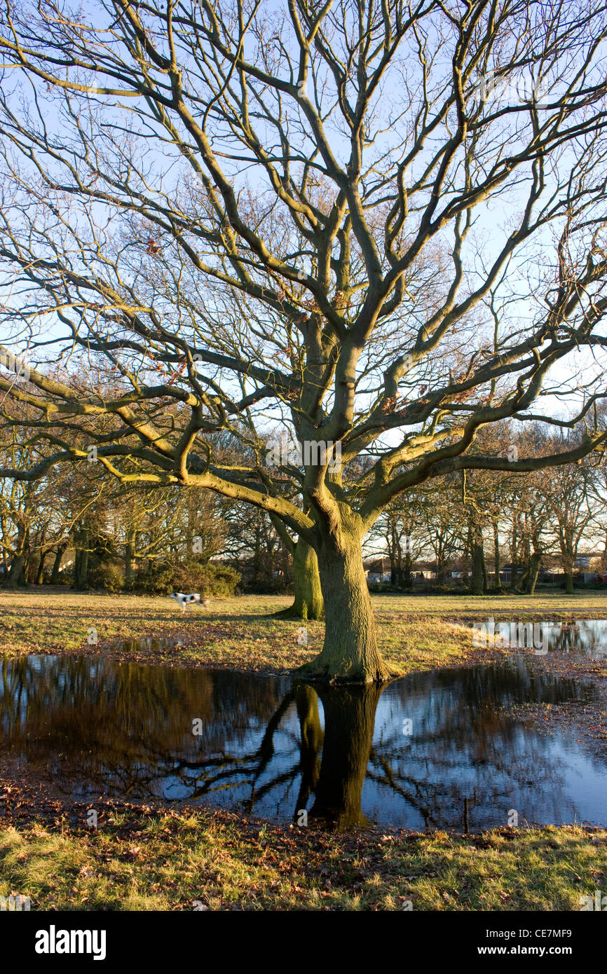 This is photograph of a tree and its reflection underneath, taken in ...