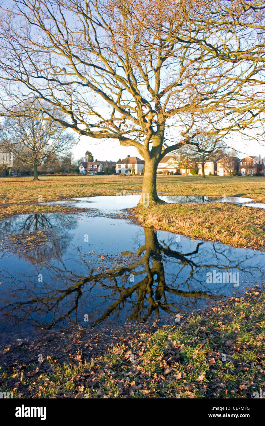 This is photograph of a tree and its reflection underneath, taken in ...
