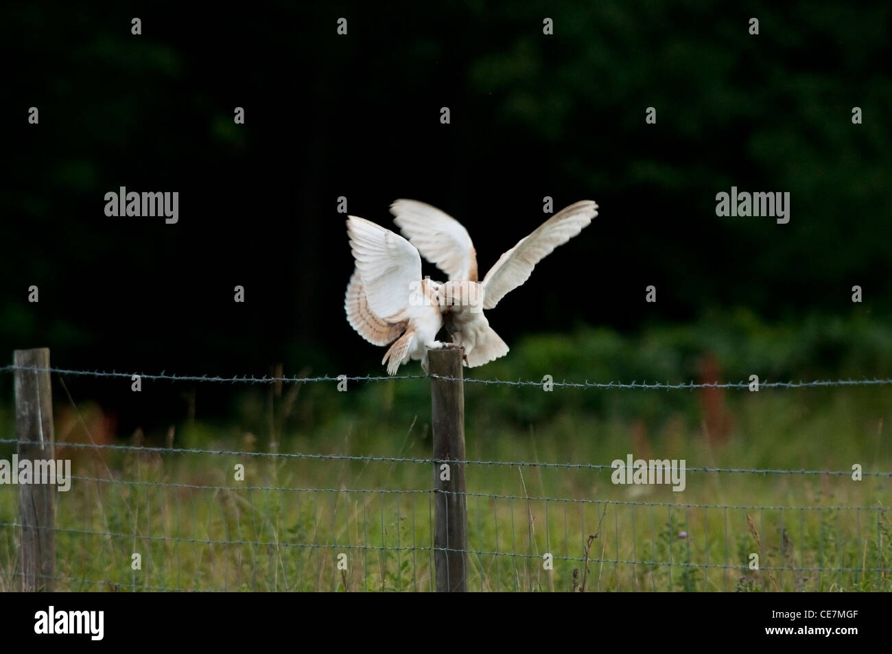 Owl kiss uk hi-res stock photography and images - Alamy
