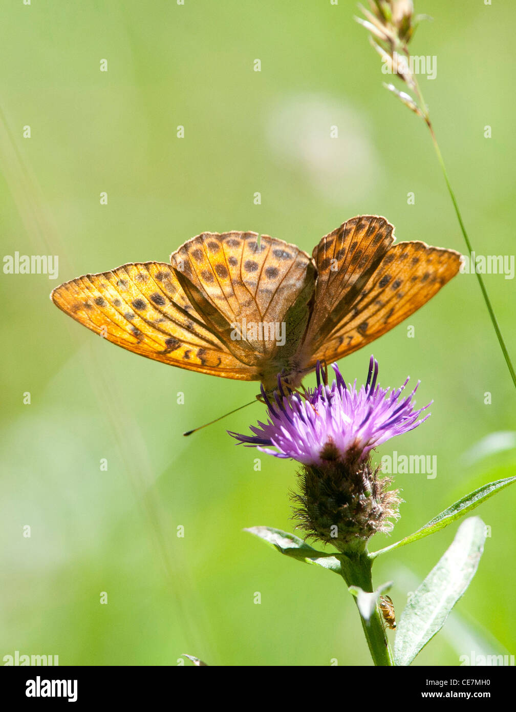 Butterfly fritillary hi-res stock photography and images - Alamy