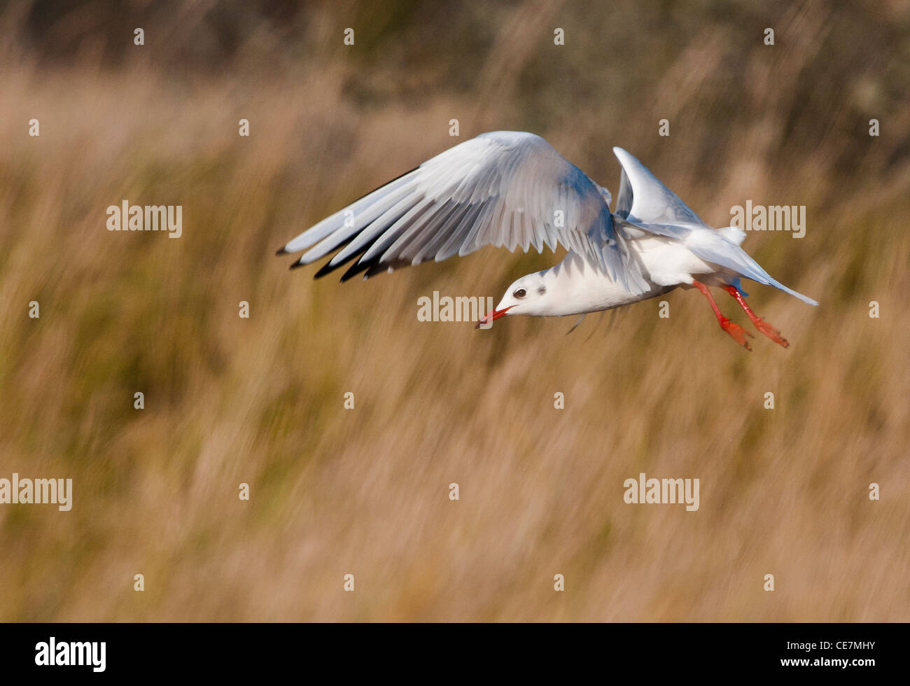 Common gull (Larus canus Stock Photo - Alamy