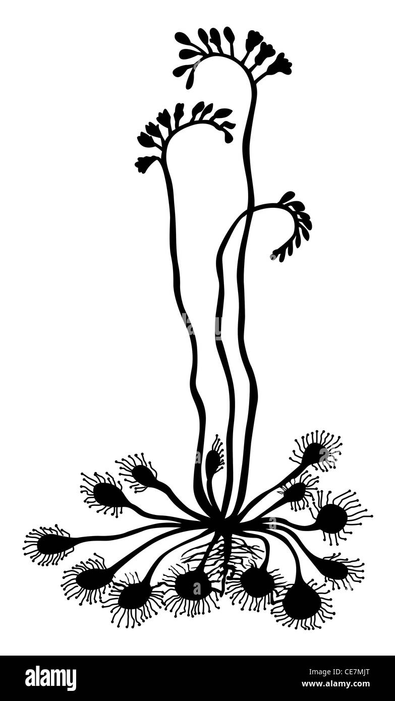 vector silhouette sundew on white background Stock Photo - Alamy
