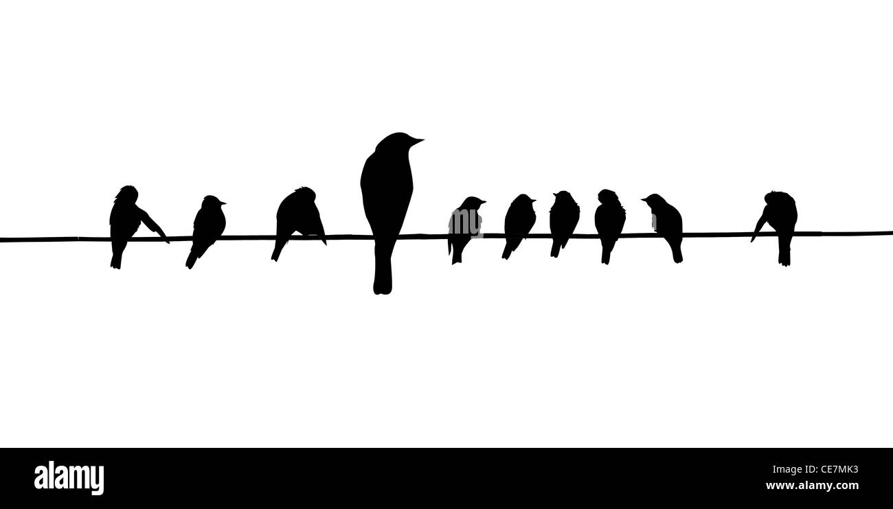 Birds Wire Vector