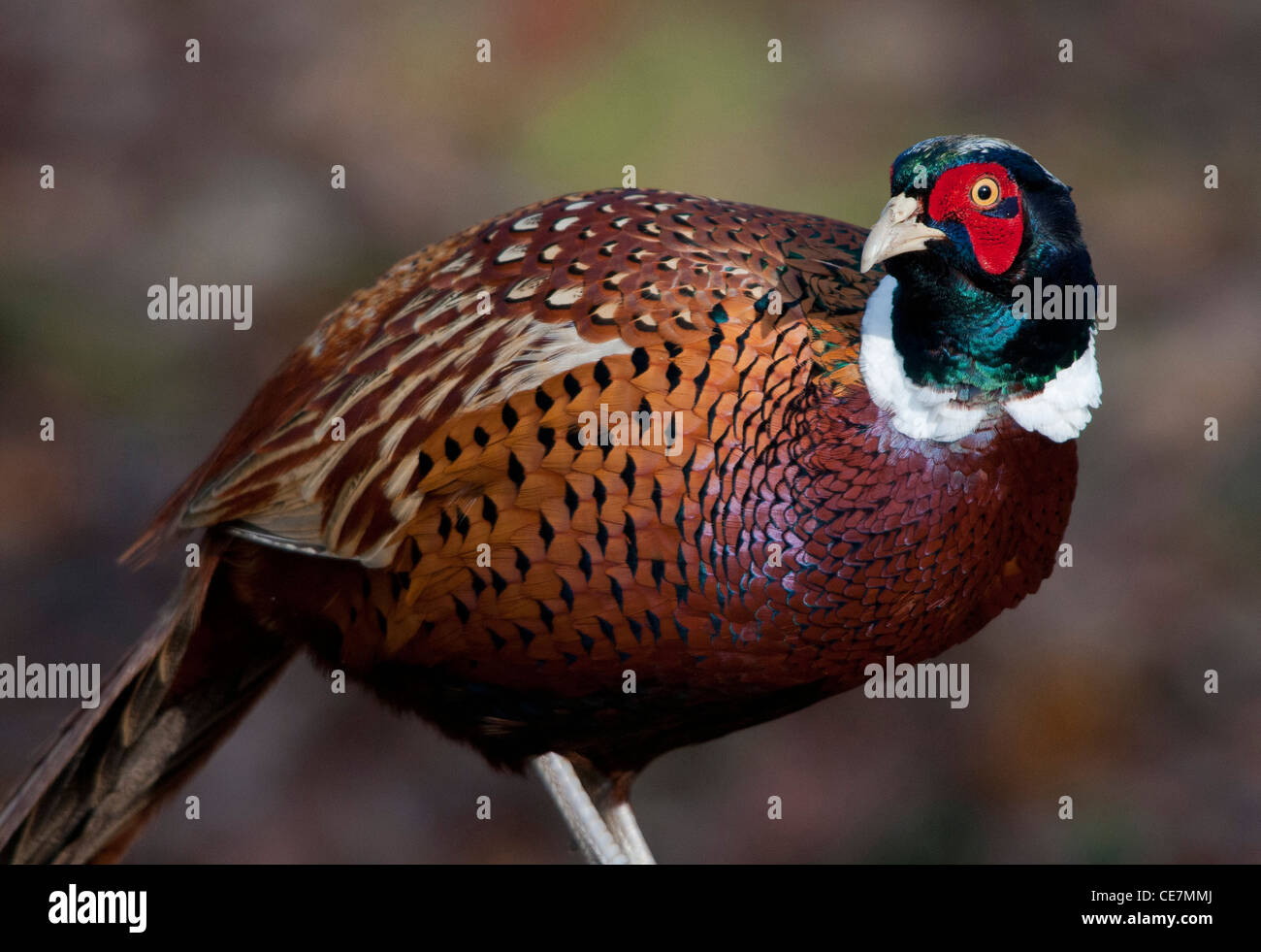 Common Pheasant (Phasianus colchicus Stock Photo - Alamy