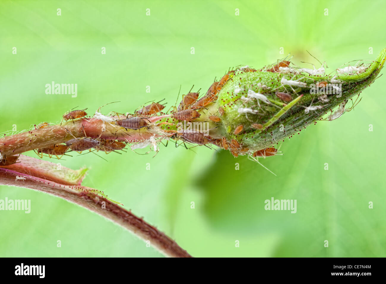 Plant louse colony or aphid lice insects eating a closed flower bud ...