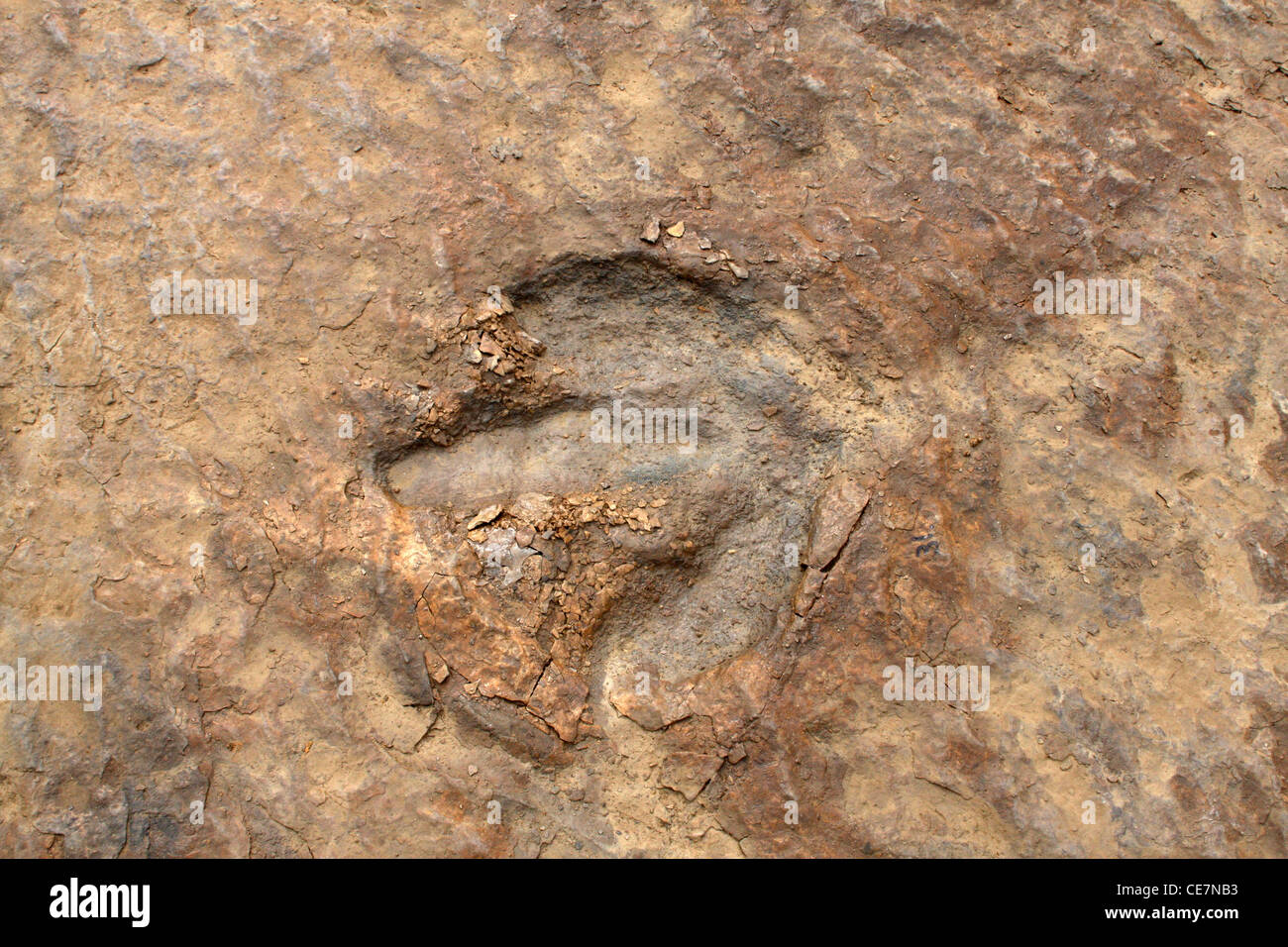 Dinosaur footprint fossil track hi-res stock photography and images - Alamy