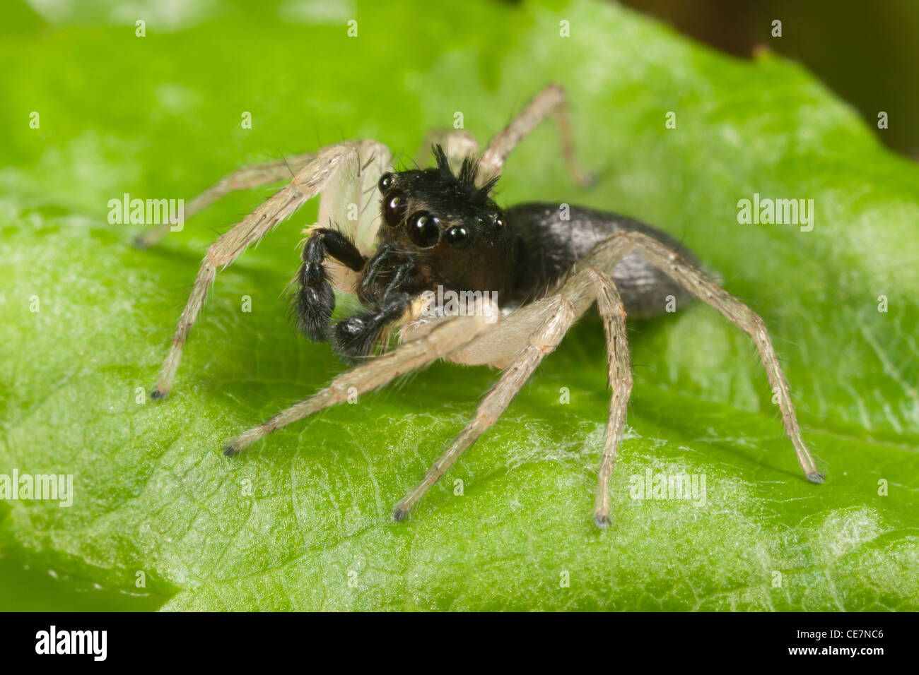 Dimorphic jumping spider spider hi-res stock photography and images - Alamy