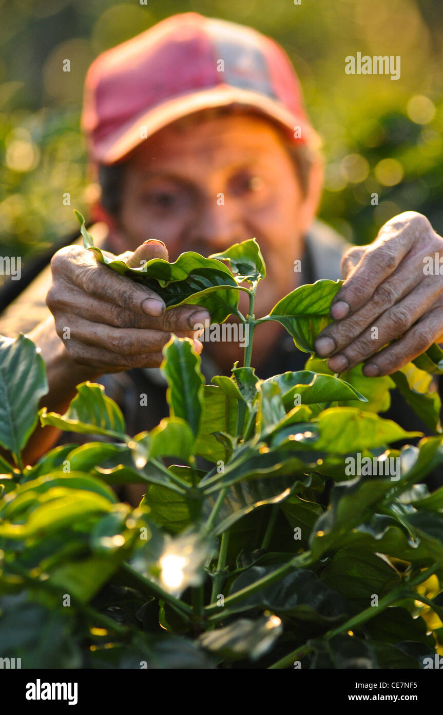 Farmer collecting coffee. Dipilto is a small town in the mountainous ...