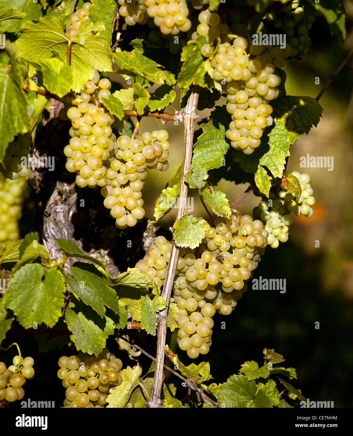 Vine grapevine hi-res stock photography and images - Alamy