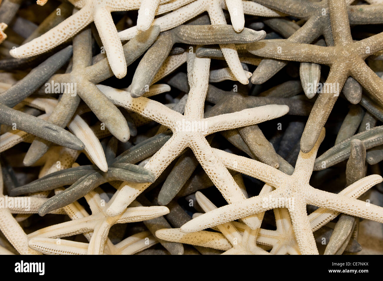 Starfish shape hi-res stock photography and images - Alamy