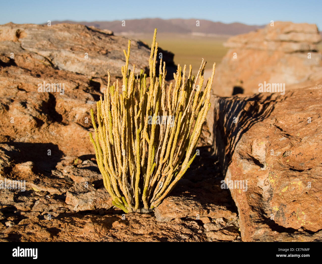 Grass on the rocks hi-res stock photography and images - Alamy