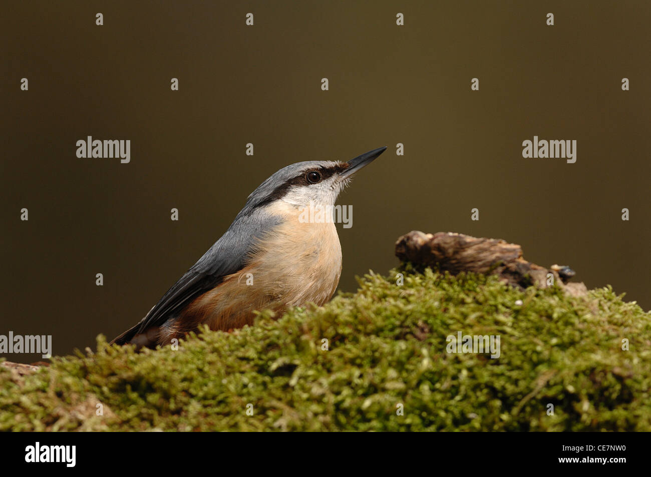 Nuthatch claws hi-res stock photography and images - Alamy