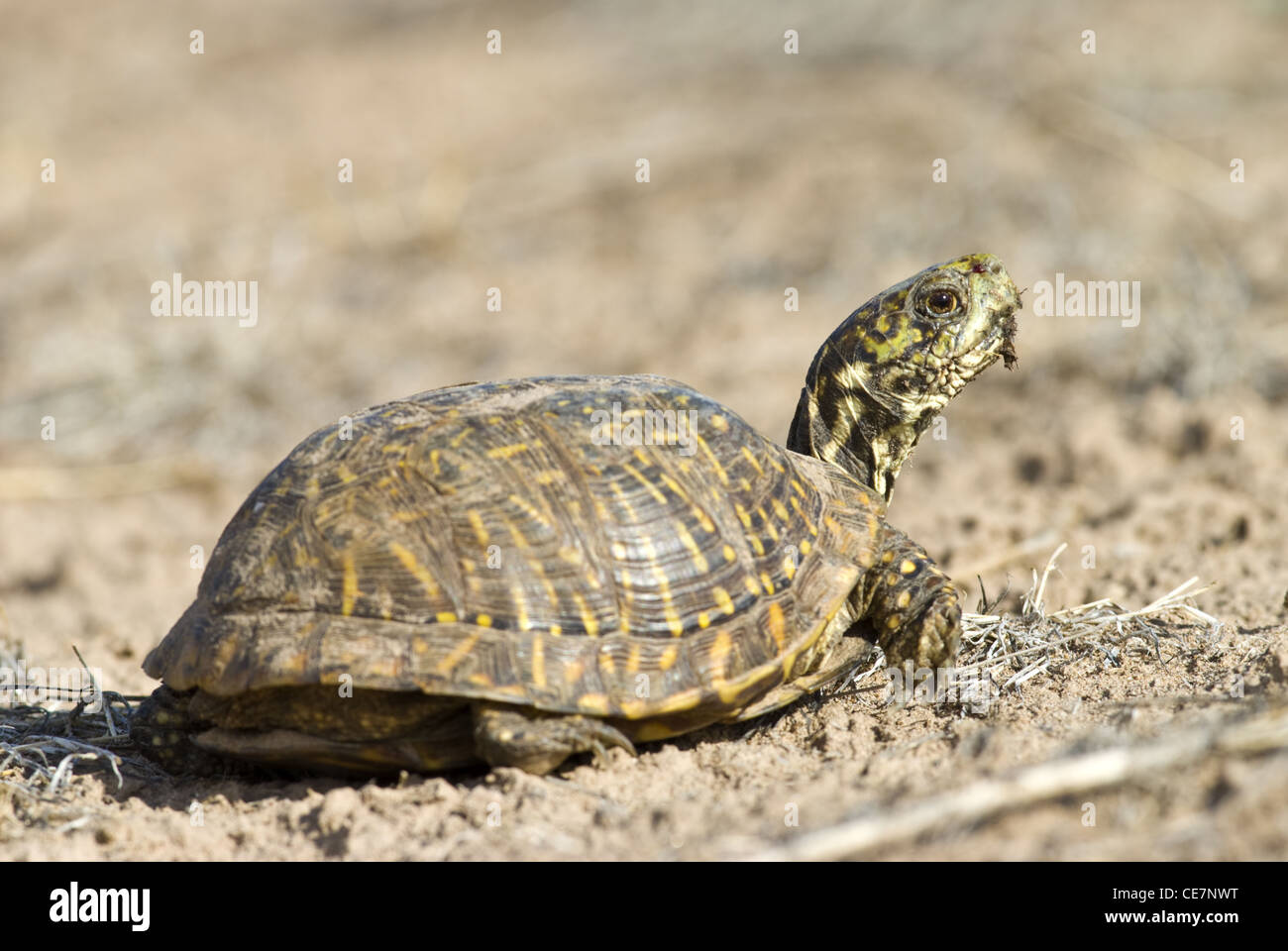 Female Ornate Box Turtle Ornate Box Turtle (Terrapene Ornata Ornata)