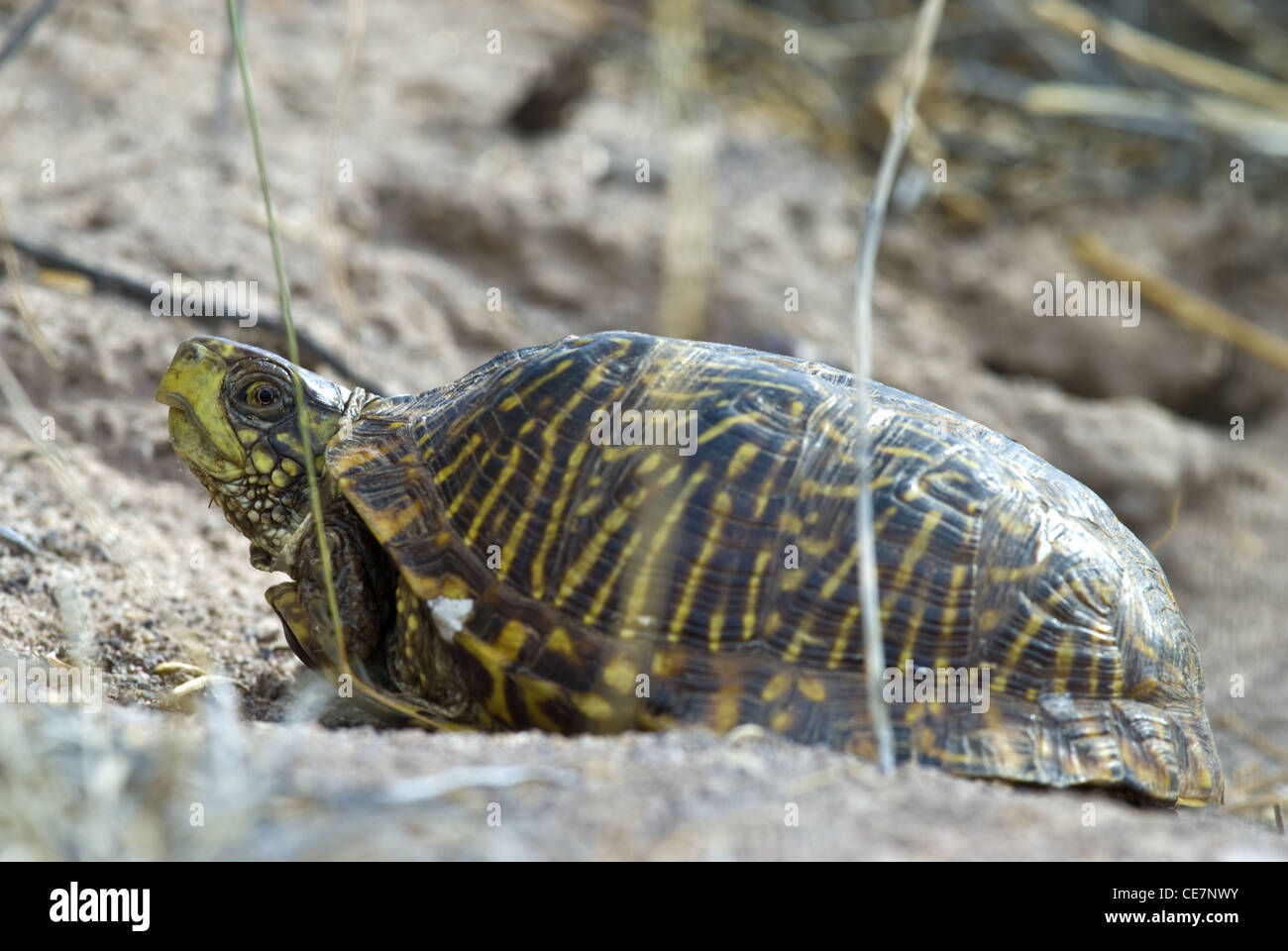 Female Desert Box Turtle, (Terrapene ornata luteola), Bosque del Apache ...