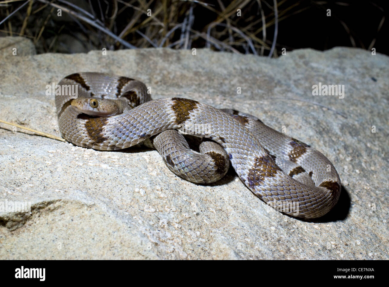 Chihuahuan Lyre Snake, (Trimorphodon vilkinsonii), Sierra county, New ...