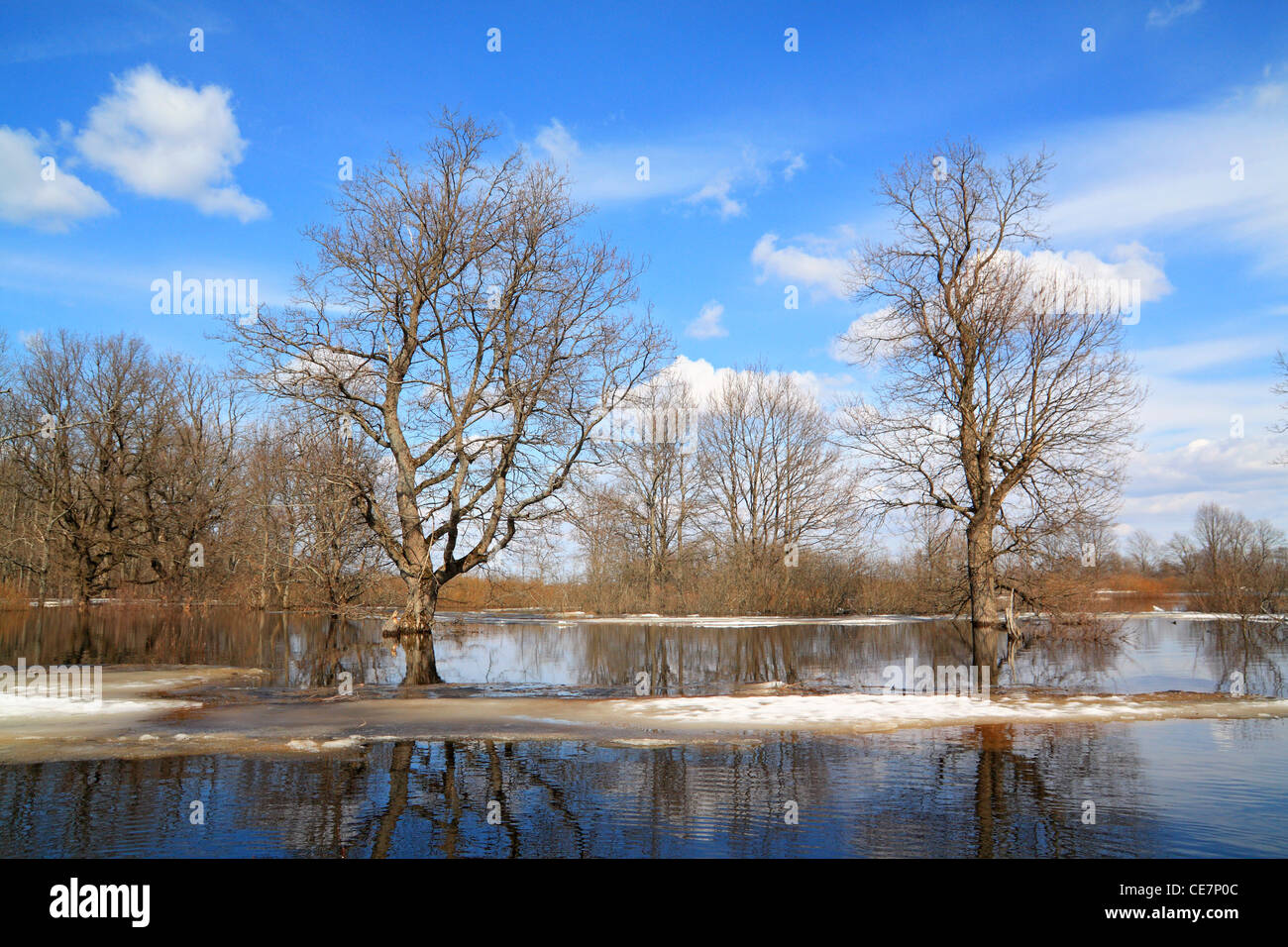 spring flood in oak wood Stock Photo - Alamy