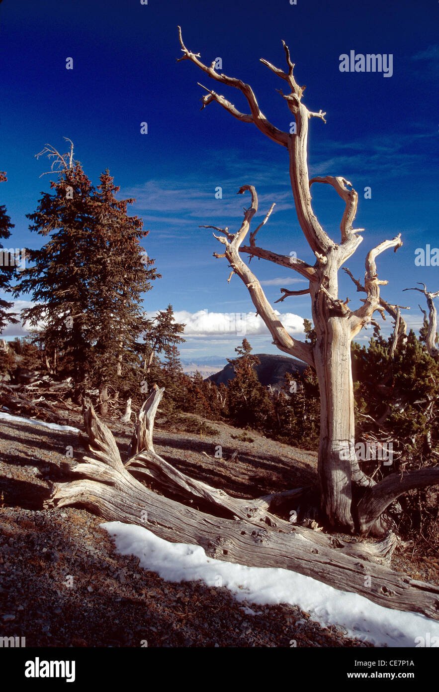 Great Basin Bristlecone Pine tree on Mt. Washington, Great Basin ...