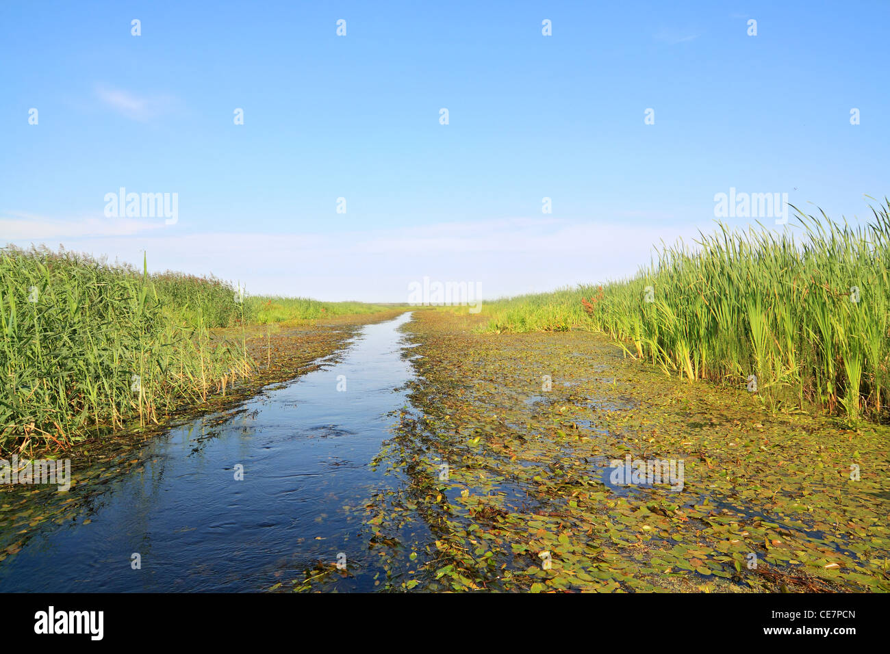 Bulrush wetland park hi-res stock photography and images - Alamy