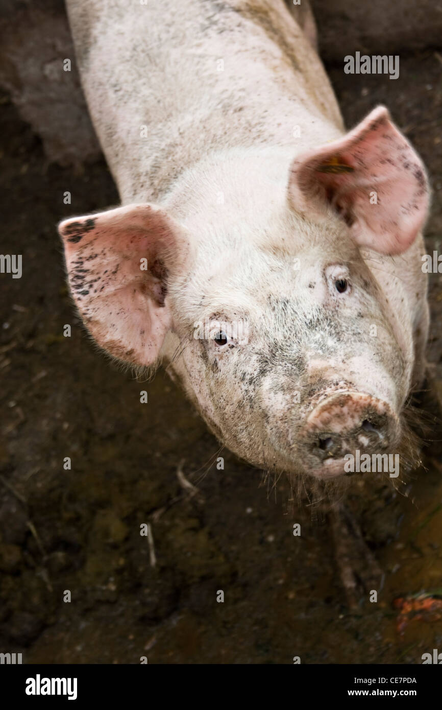 Swine piglet hi-res stock photography and images - Alamy