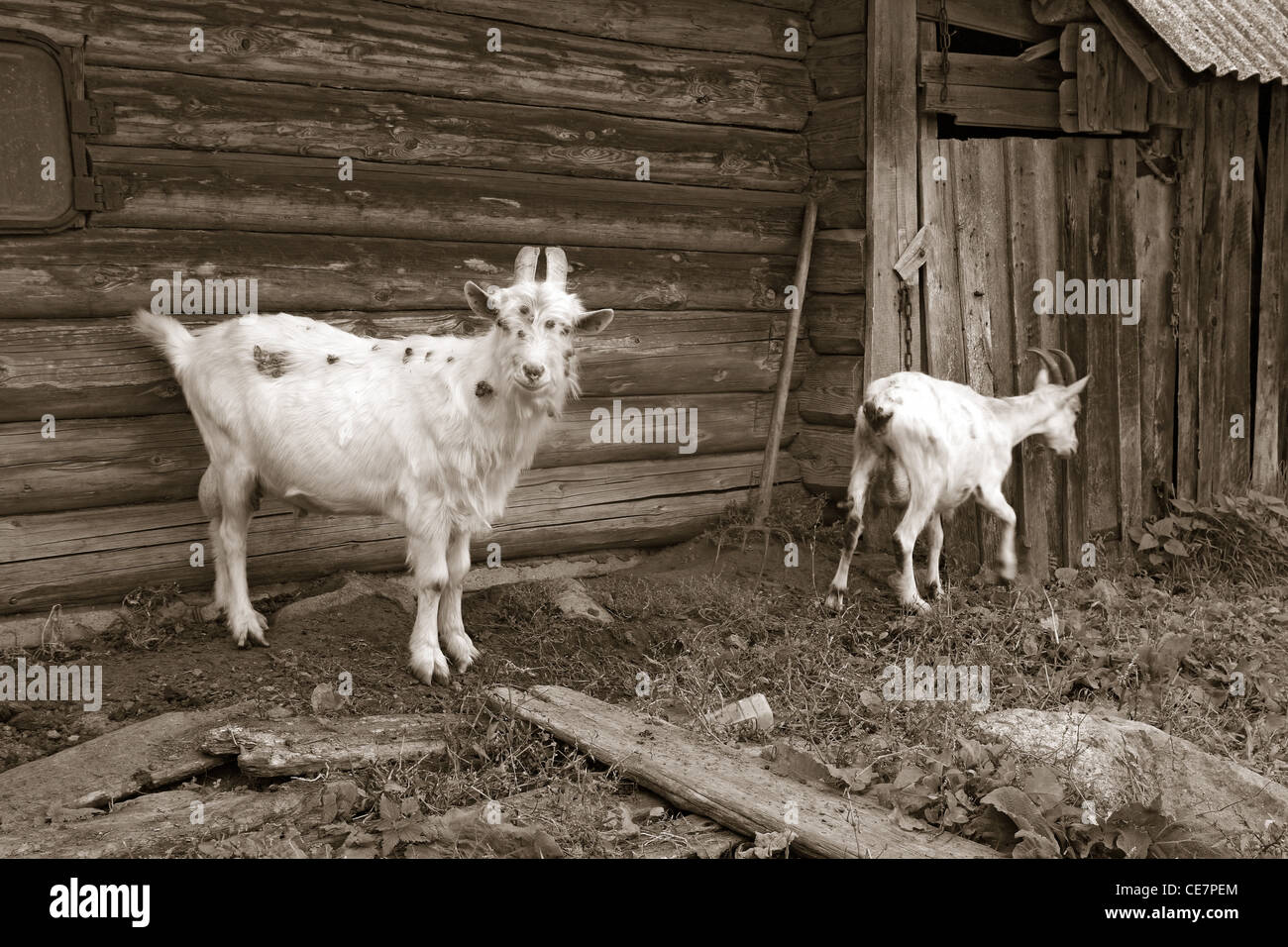 Nanny goat hi-res stock photography and images - Alamy