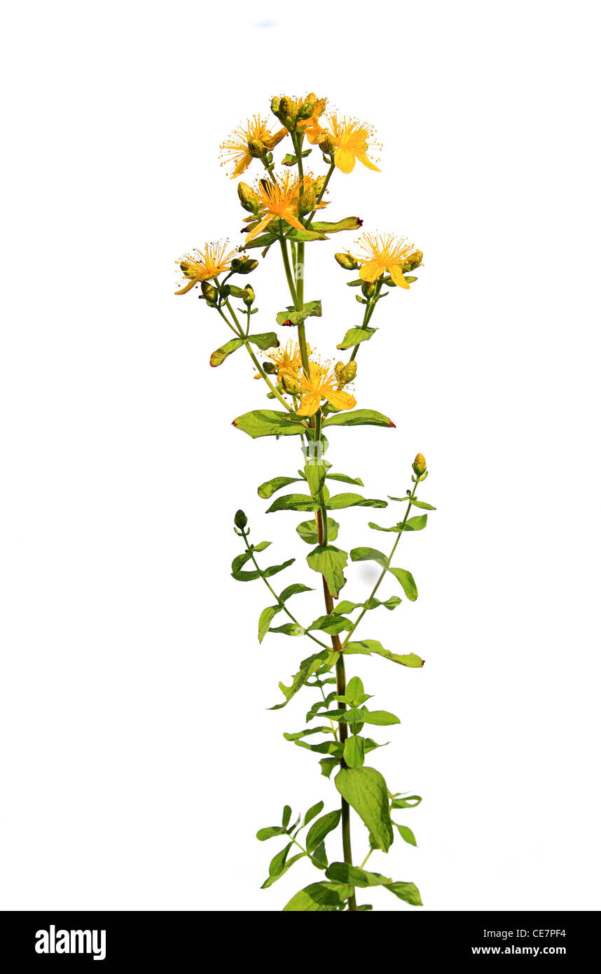 Yellow field flower hi-res stock photography and images - Alamy