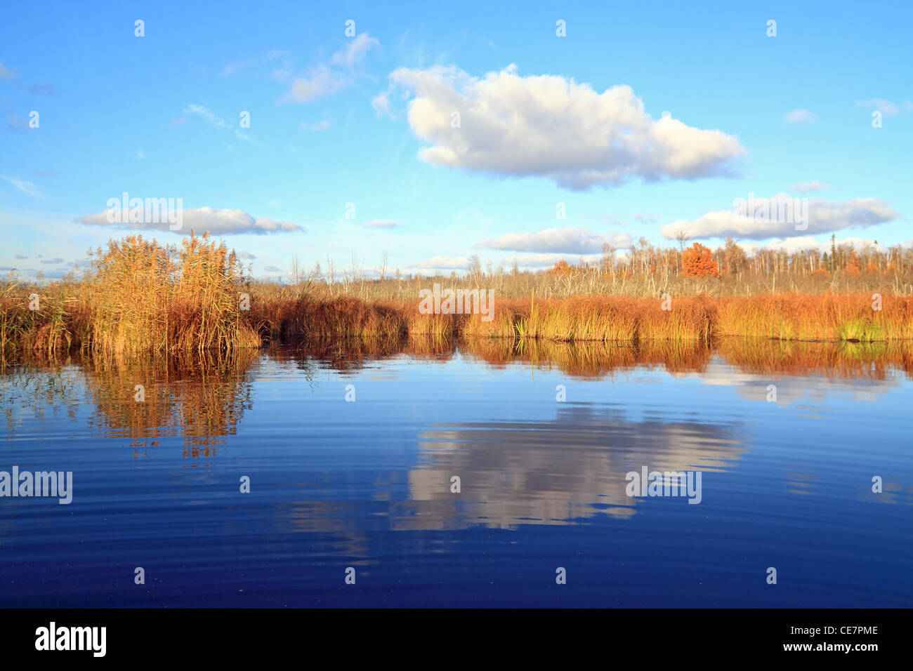 Yellow marsh lake hi-res stock photography and images - Alamy