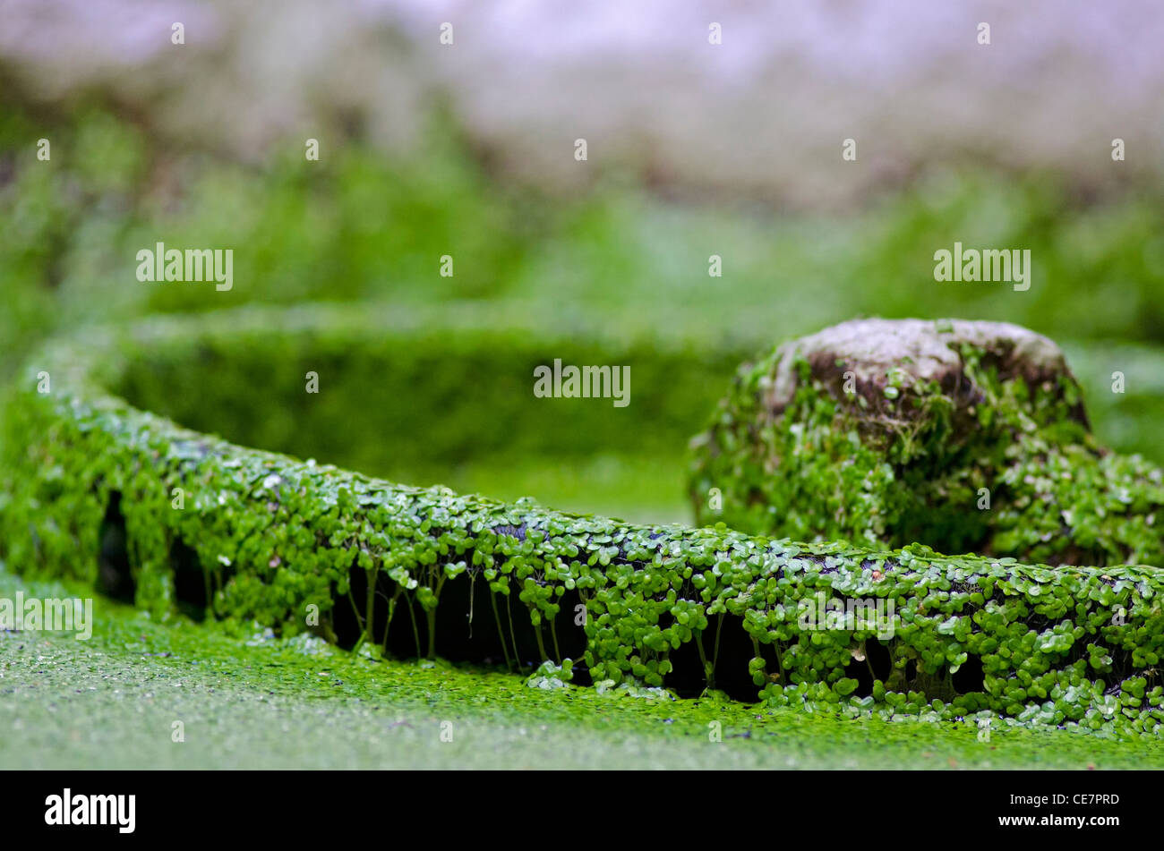 Duckweed plants hi-res stock photography and images - Alamy