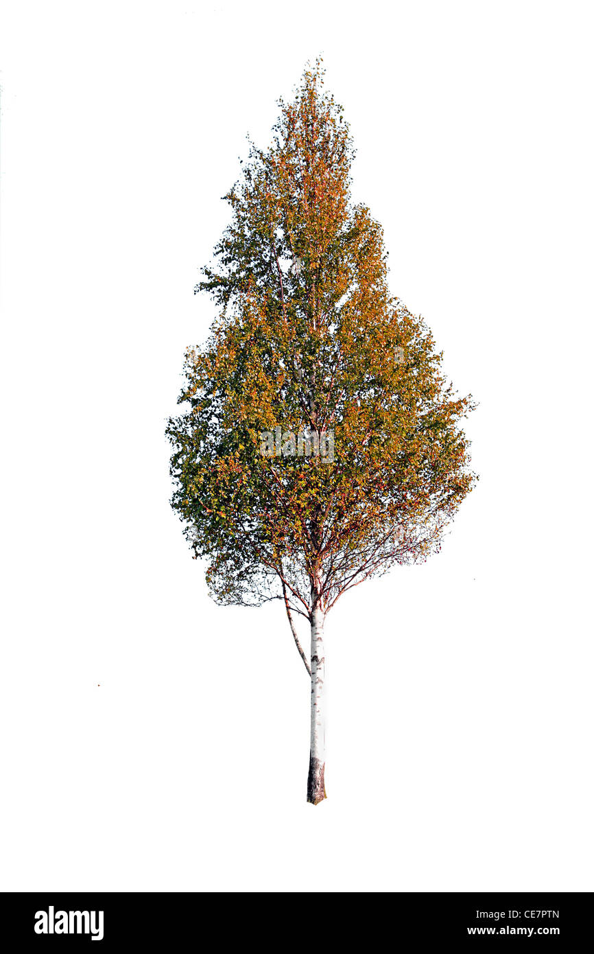 Old birch tree Cut Out Stock Images & Pictures - Alamy