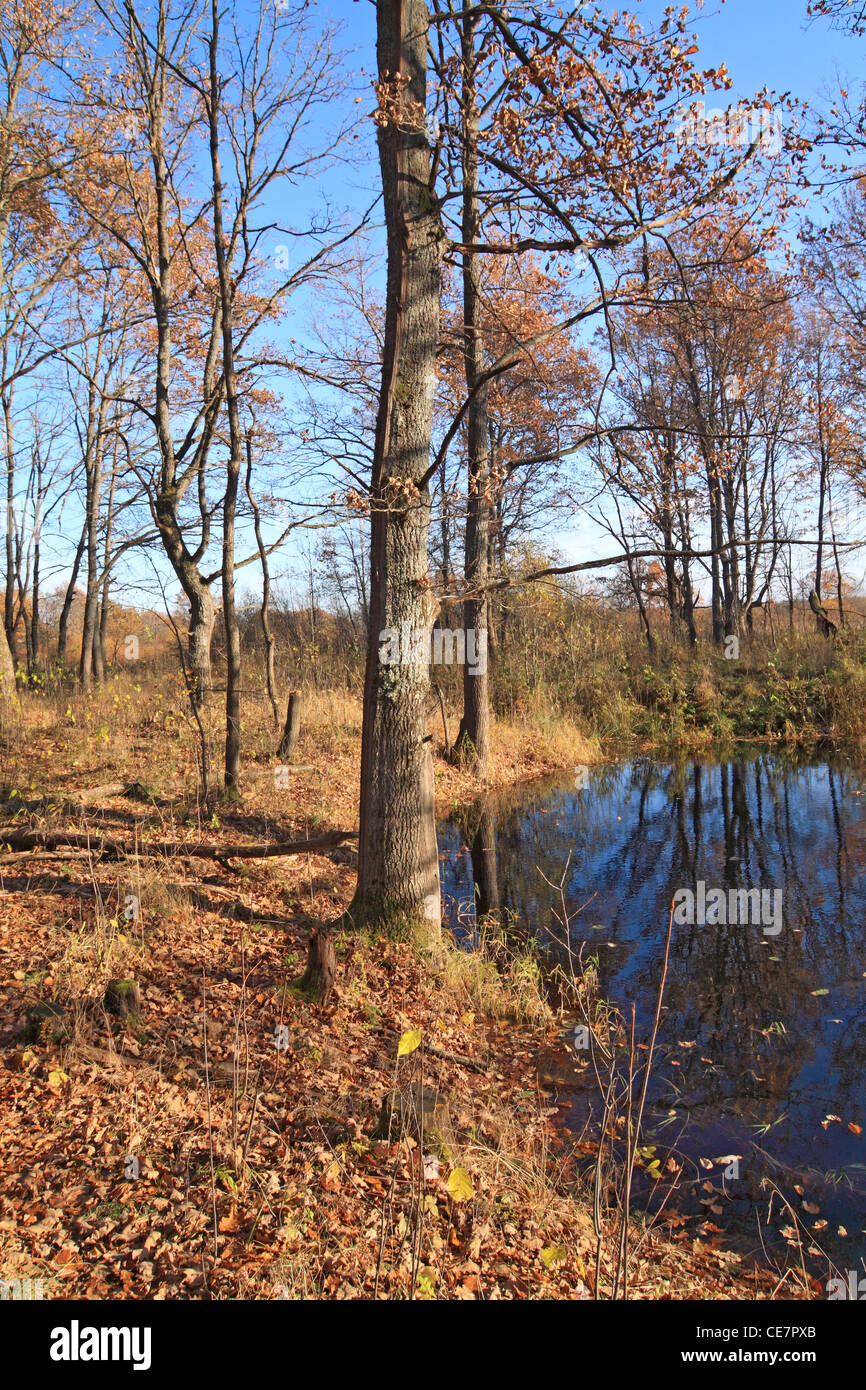 oak wood near small river Stock Photo - Alamy