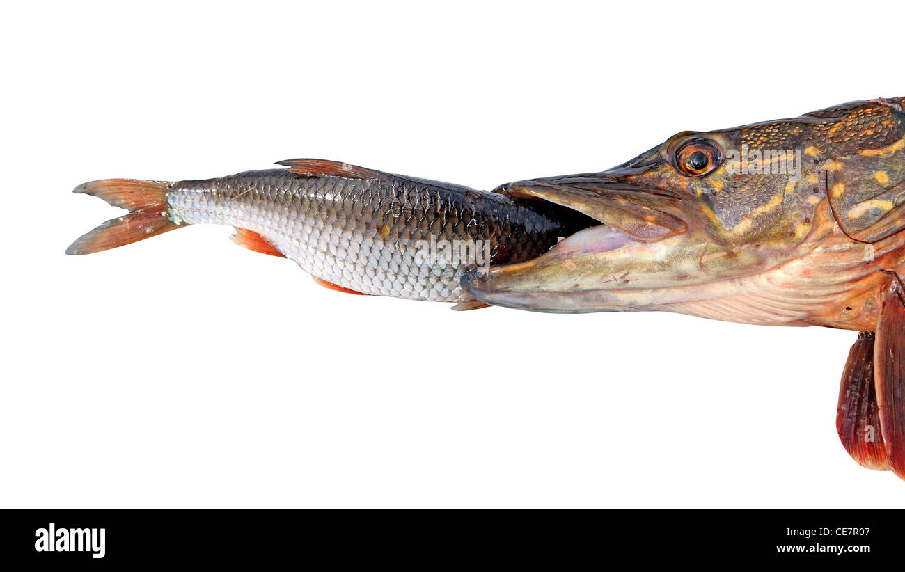 pike eats roech Stock Photo - Alamy