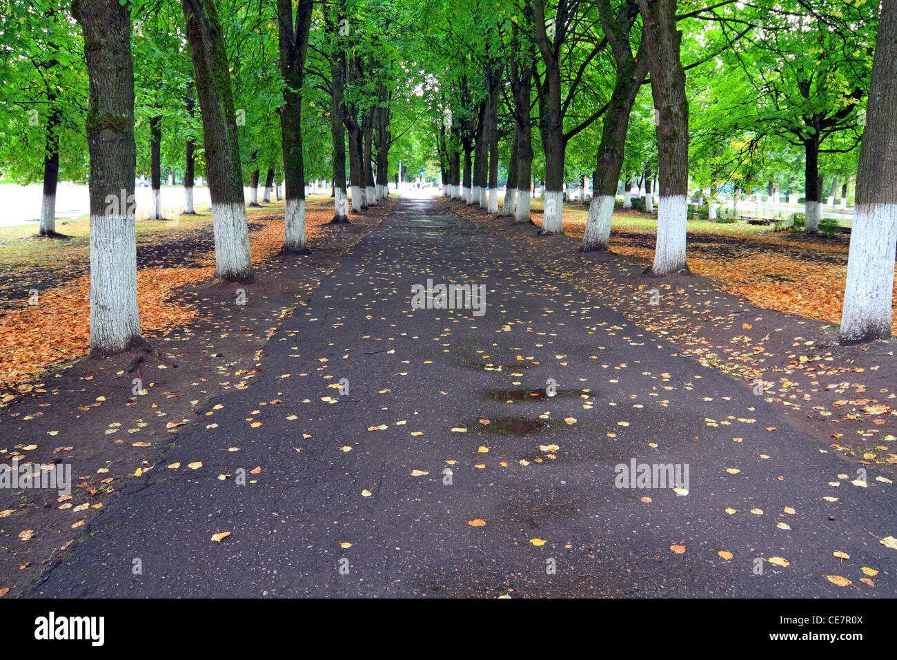 wet track in autumn park Stock Photo - Alamy