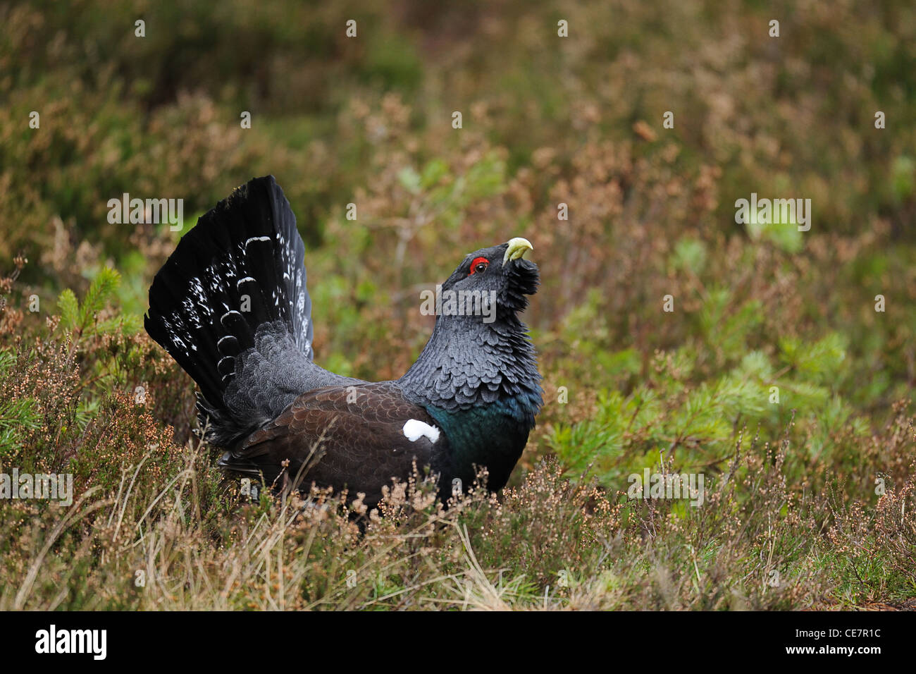 Conifer plantation bird hi-res stock photography and images - Alamy