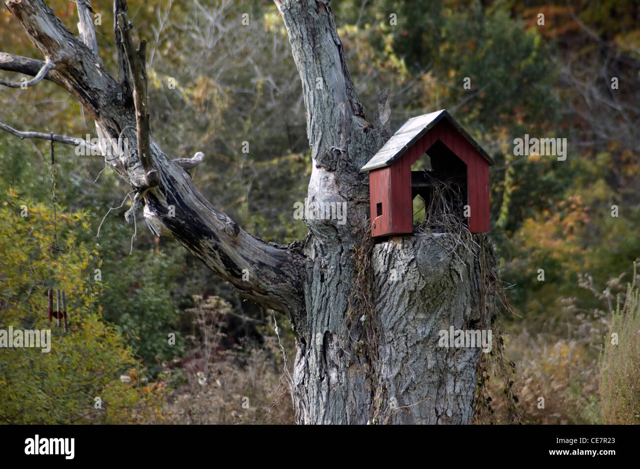 birdhouse on a tree stump Stock Photo - Alamy