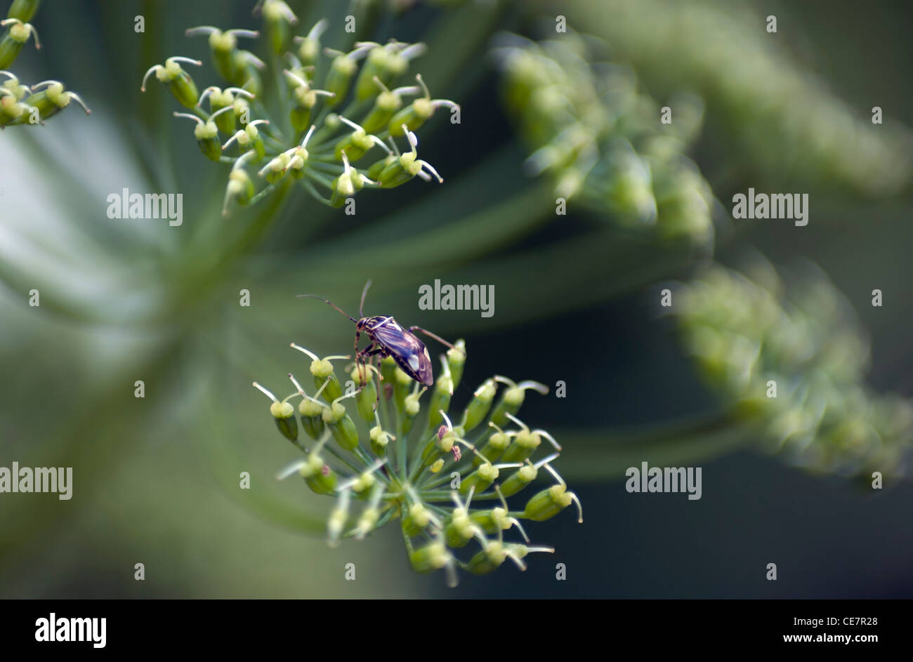 beetle insect on plant Stock Photo - Alamy