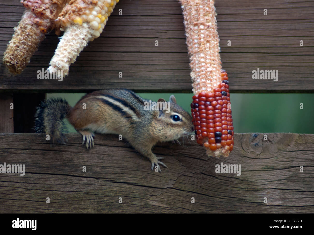 chipmunk eating corn on the cob Stock Photo - Alamy