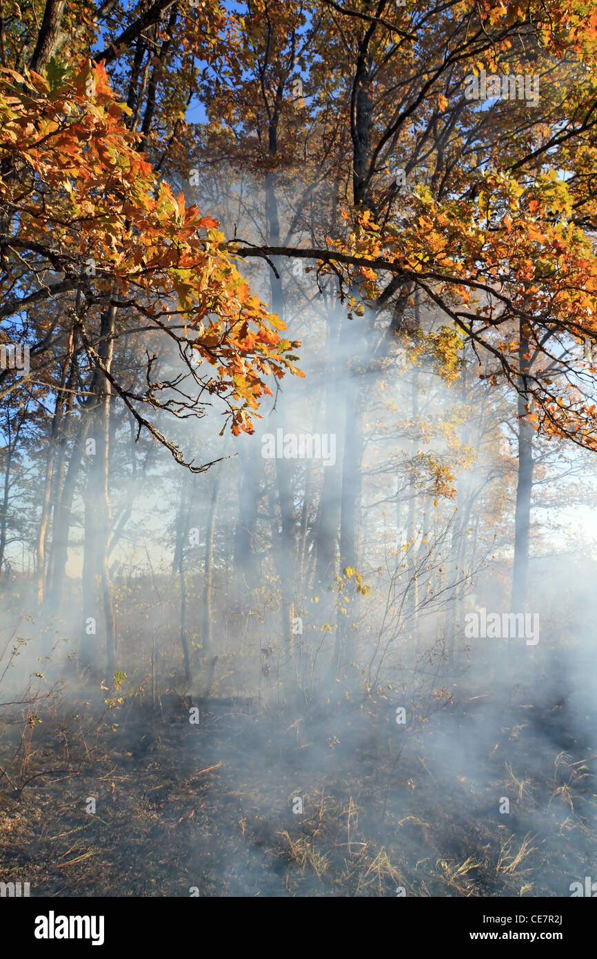 fire in wood Stock Photo - Alamy