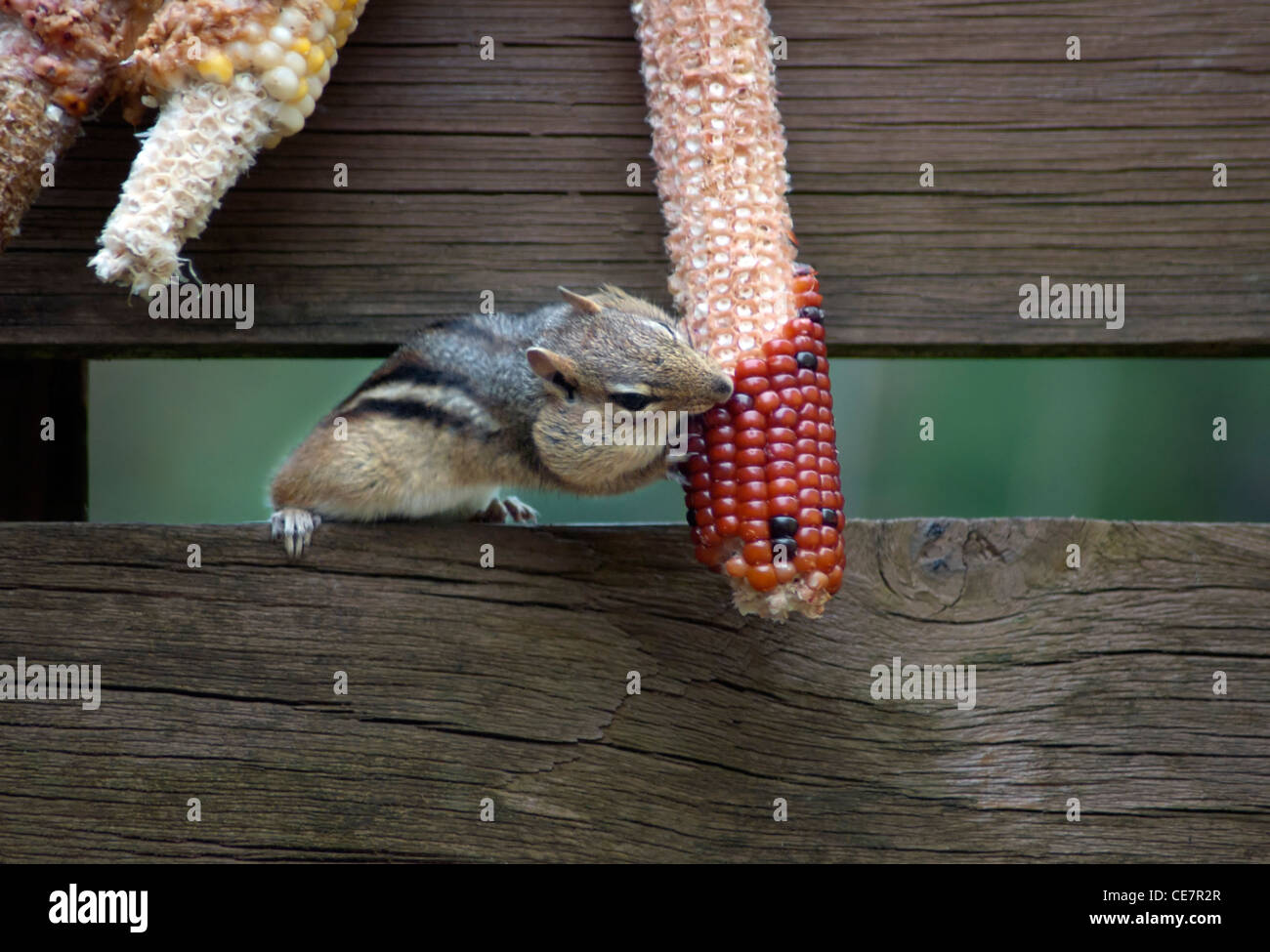 chipmunk eating corn on the cob Stock Photo - Alamy