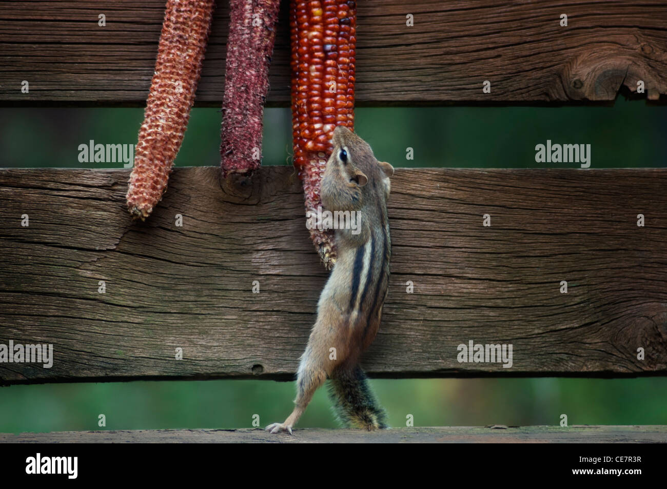chipmunk eating corn on the cob Stock Photo - Alamy