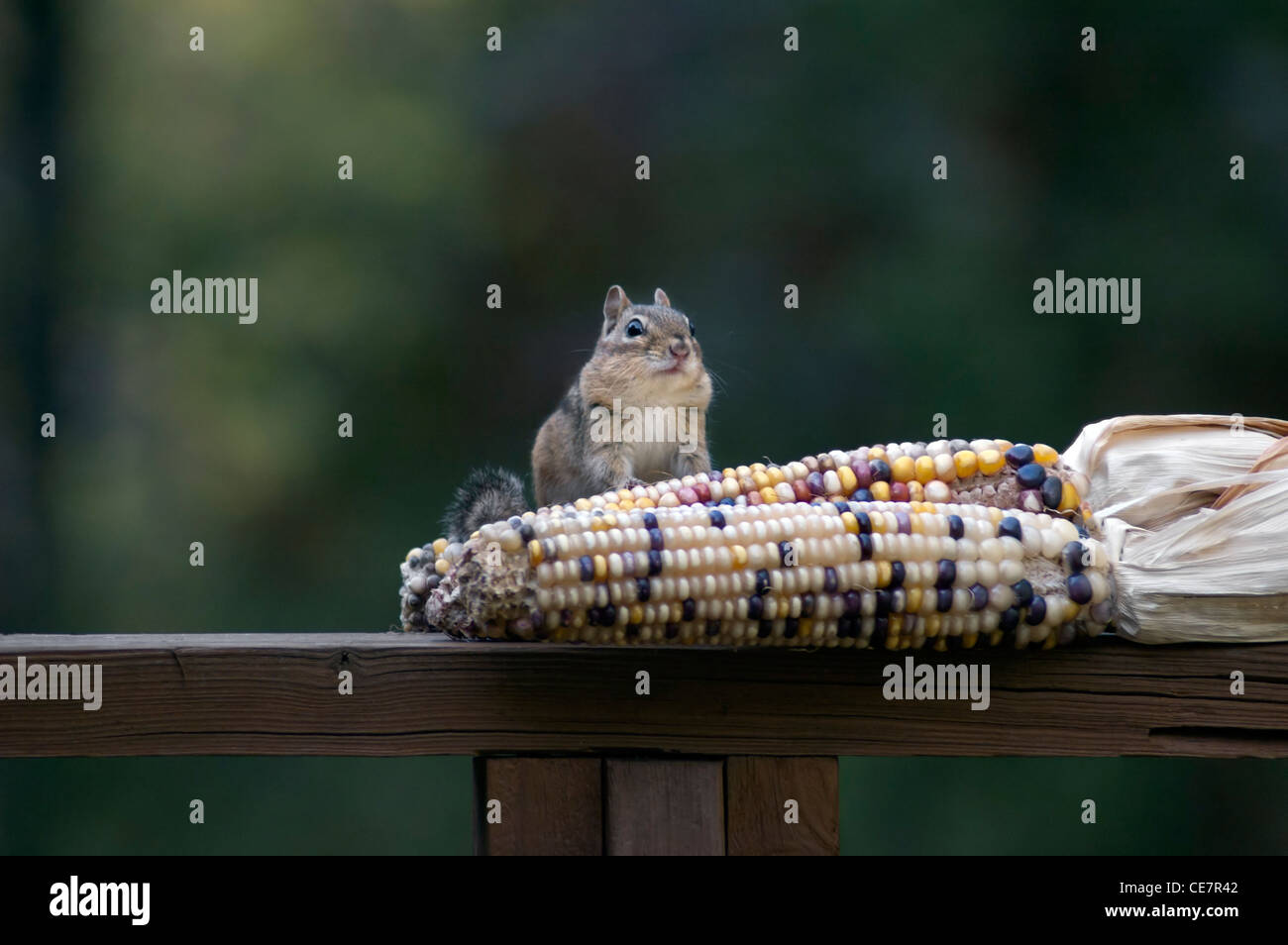 chipmunk eating corn on the cob Stock Photo - Alamy