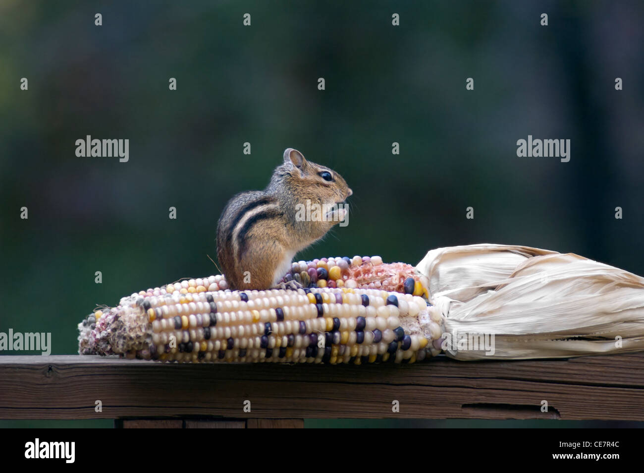 chipmunk eating corn on the cob Stock Photo - Alamy