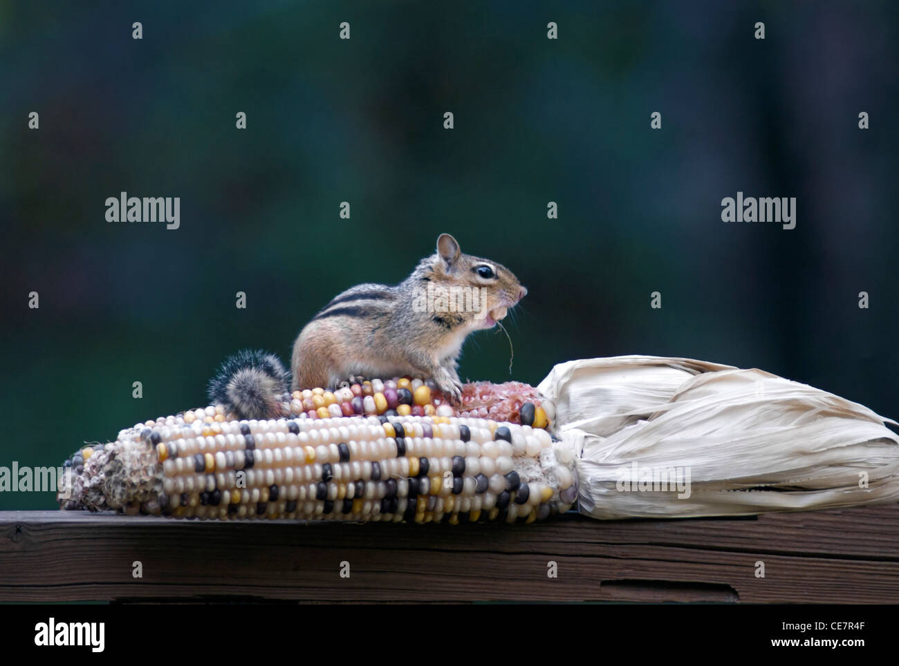 chipmunk eating corn on the cob Stock Photo - Alamy