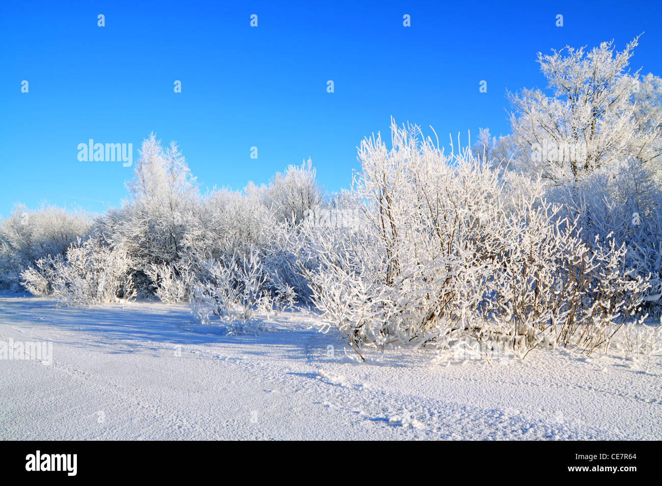 Snow on bushes hi-res stock photography and images - Alamy