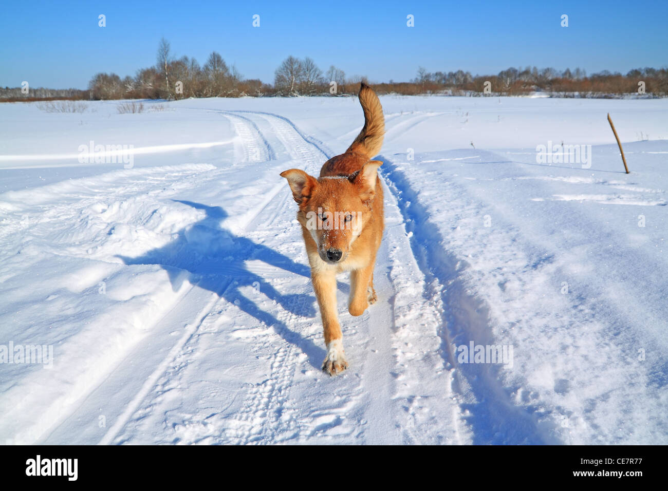 Dog on the road hi-res stock photography and images - Alamy