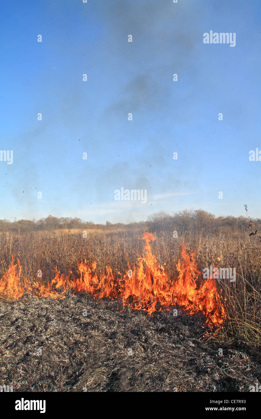 fire in dry herb Stock Photo - Alamy